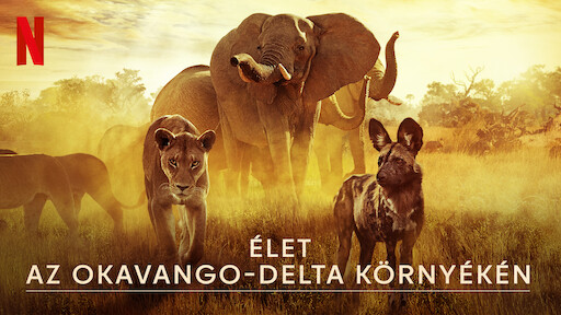 Watch Tollasbál | Netflix Official Site