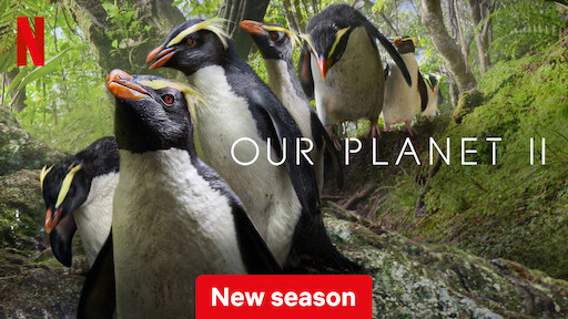 Watch David Attenborough: A Life on Our Planet | Netflix Official Site