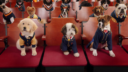 Watch Pup Academy | Netflix