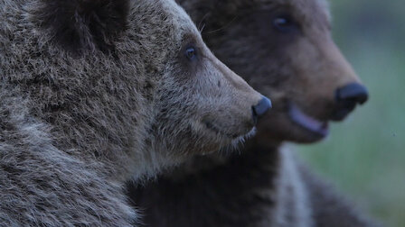 Watch 72 Cutest Animals | Netflix