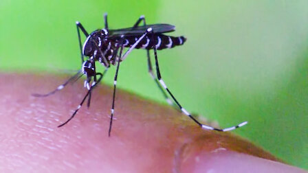 Watch 72 Dangerous Animals: Asia | Netflix Official Site