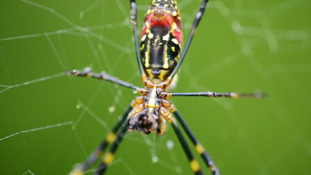 Watch 72 Dangerous Animals: Asia | Netflix Official Site