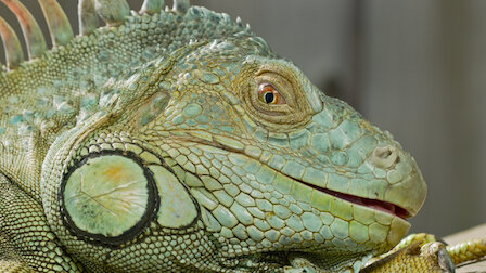 Watch Tiny Creatures | Netflix Official Site