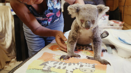 Watch Izzy's Koala World | Netflix Official Site