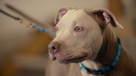 Watch Canine Intervention | Netflix Official Site