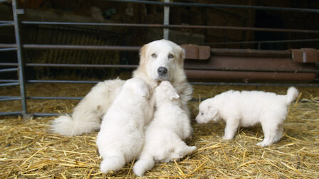 Watch If I Were an Animal | Netflix