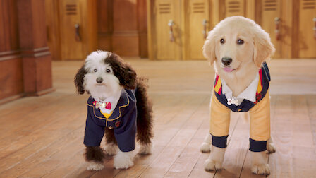 Watch Pup Academy | Netflix