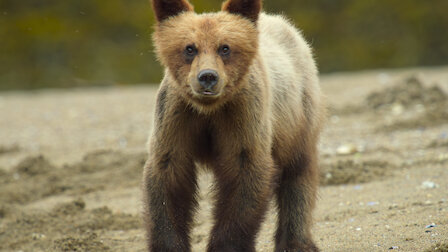 Watch Wild Babies | Netflix Official Site