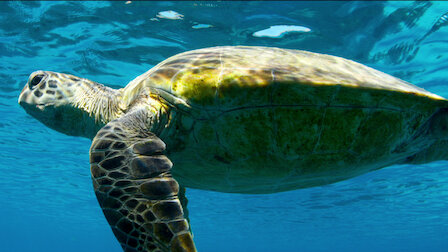 Watch Our Universe | Netflix Official Site