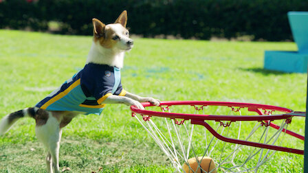 Watch Pup Academy | Netflix