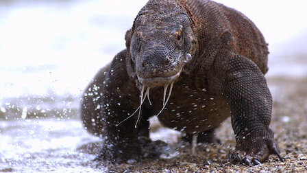 Watch 72 Dangerous Animals: Asia | Netflix Official Site