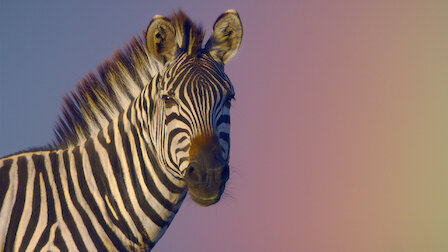 Watch Life in Color with David Attenborough | Netflix Official Site