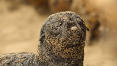 Watch Wild Babies | Netflix Official Site