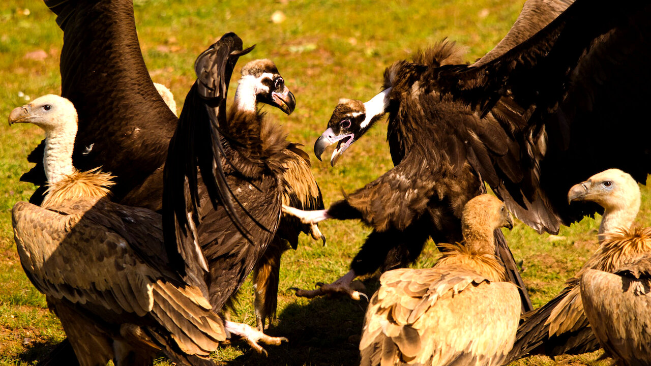 Iberia's Natural Border | Netflix